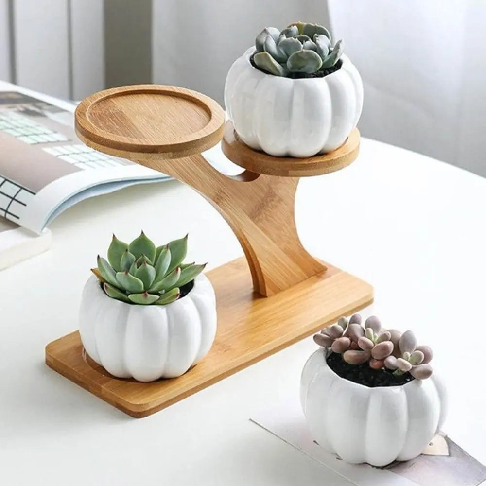 Modern Bamboo Succulent Planter Stand With White Pots on Luulla
