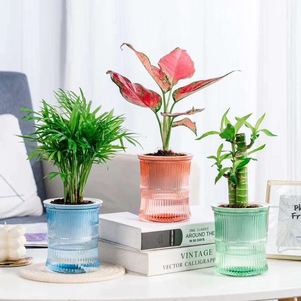 Vibrant Trio Of Decorative Indoor House Plants on Luulla